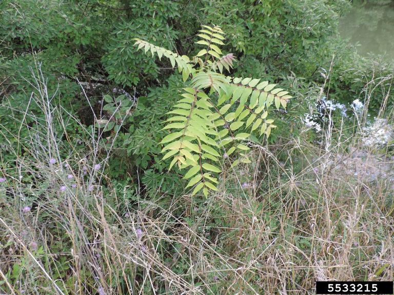 tree-of-heaven (Ailanthus altissima)