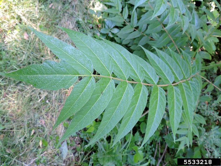 tree-of-heaven (Ailanthus altissima)
