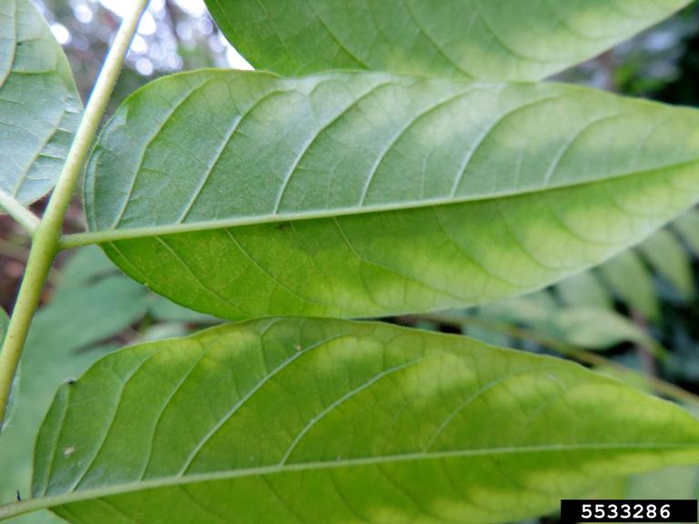 tree-of-heaven (Ailanthus altissima (P. Mill.) Swingle)