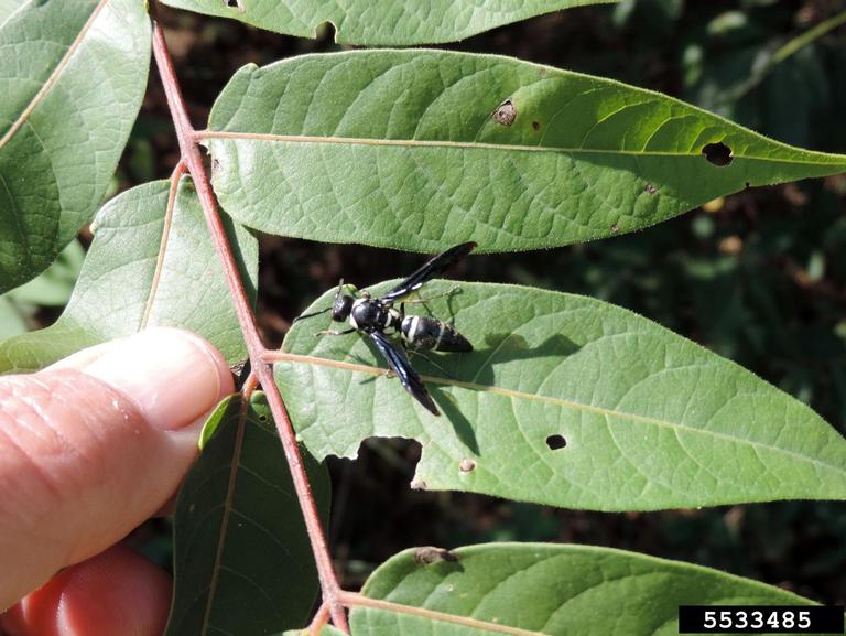mason wasps (Genus Monobia)