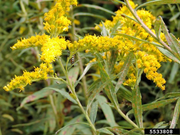 goldenrod (Genus Solidago L.)
