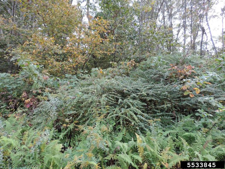 Japanese barberry (Berberis thunbergii DC.)