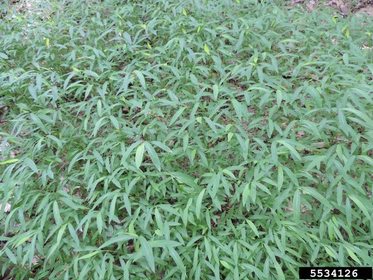 Japanese stiltgrass (Microstegium vimineum (Trin.) A. Camus)