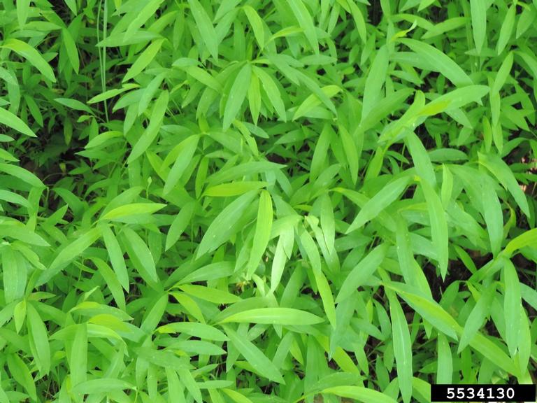 Japanese stiltgrass (Microstegium vimineum (Trin.) A. Camus)
