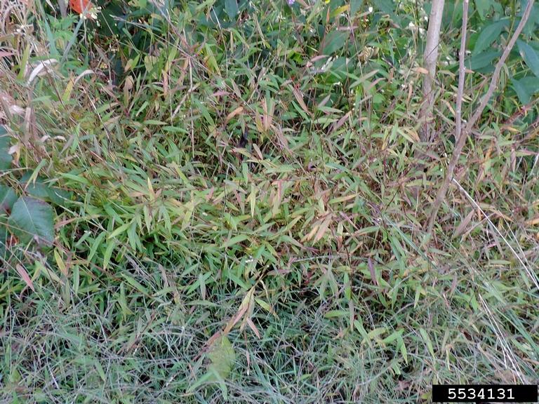 Japanese stiltgrass, Microstegium vimineum (Cyperales: Poaceae) - 5534131