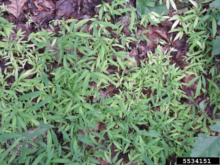 Japanese stiltgrass (Microstegium vimineum (Trin.) A. Camus)