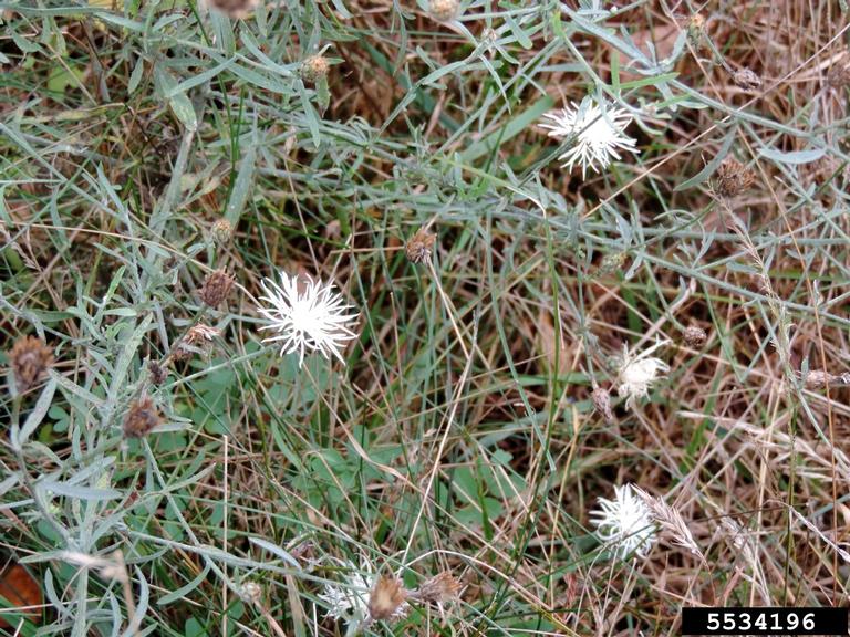 diffuse knapweed, Centaurea diffusa (Asterales: Asteraceae) - 5534196