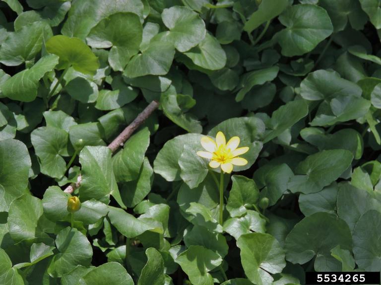 lesser celandine, fig buttercup (Ficaria verna Huds.)