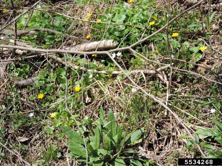 lesser celandine, fig buttercup (Ficaria verna Huds.)