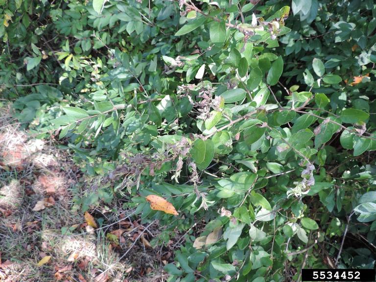 Amur honeysuckle (Lonicera maackii (Rupr.) Herder)