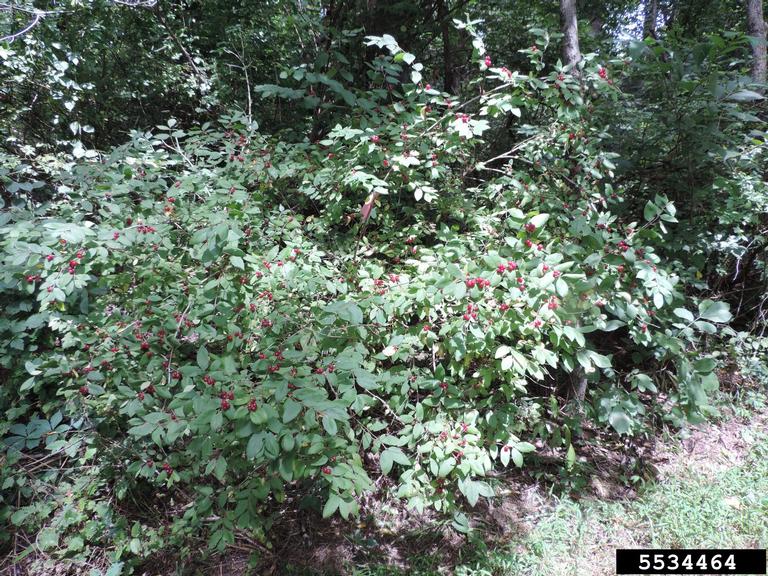 Amur honeysuckle (Lonicera maackii)