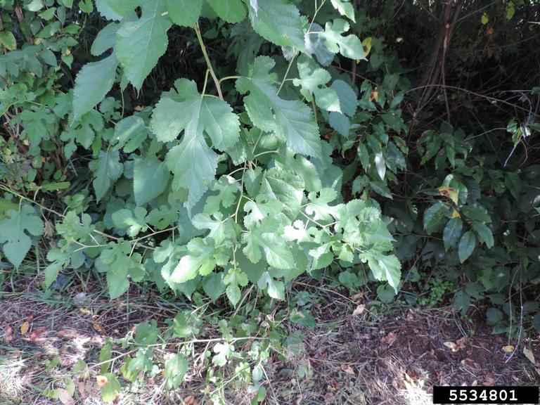 white mulberry (Morus alba L.)