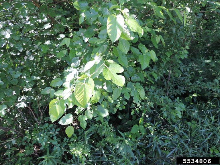 white mulberry (Morus alba L.)