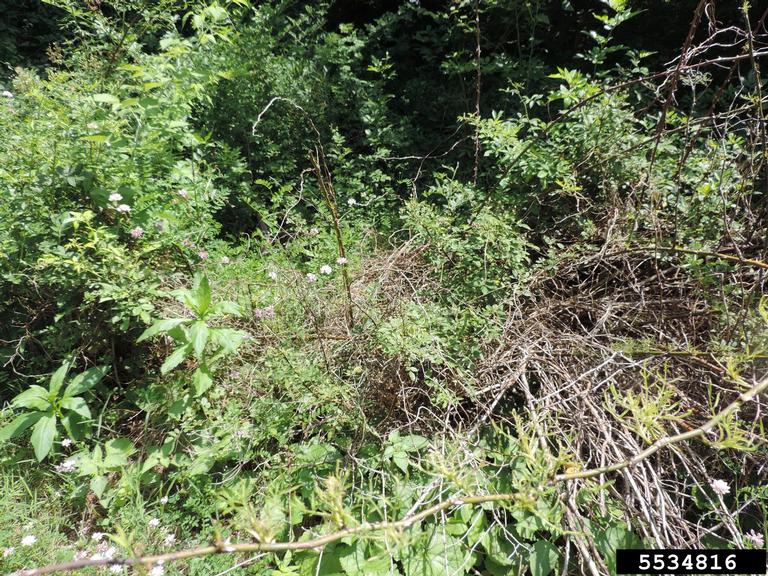 multiflora rose (Rosa multiflora Thunb.)