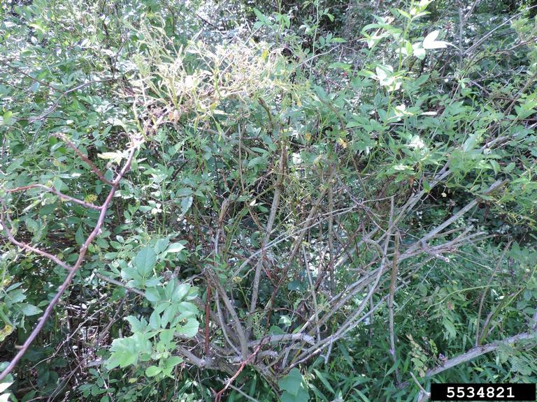multiflora rose (Rosa multiflora Thunb.)