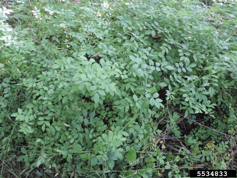 multiflora rose, Rosa multiflora (Rosales: Rosaceae) - 5534833