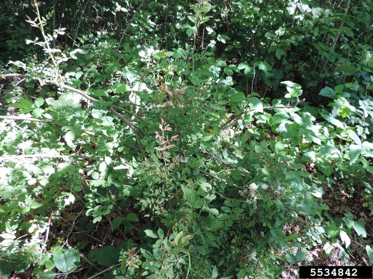 multiflora rose (Rosa multiflora Thunb.)