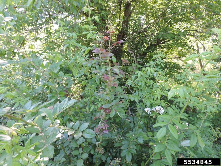 multiflora rose, Rosa multiflora (Rosales: Rosaceae) - 5534845