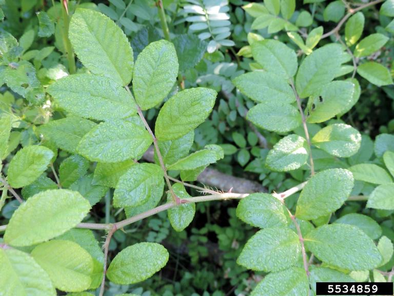 multiflora rose (Rosa multiflora Thunb.)