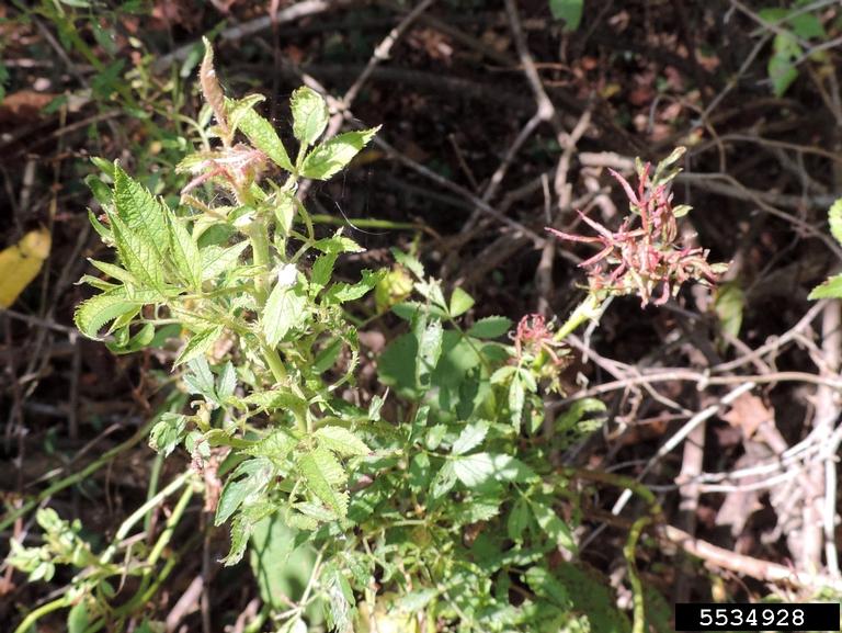 multiflora rose (Rosa multiflora Thunb.)