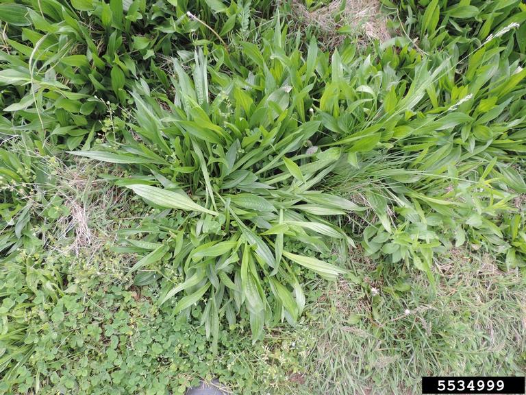 buckhorn plantain (Plantago lanceolata L.)