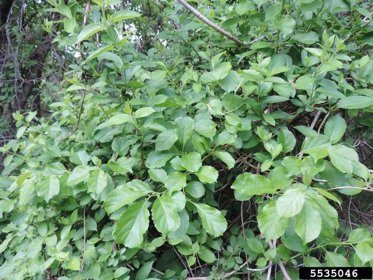 round leaf bittersweet (Celastrus orbiculatus Thunb.)