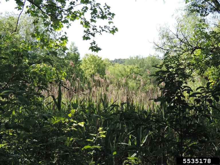 common reed (Phragmites australis (Cavanilles) Trinius ex Steudel)