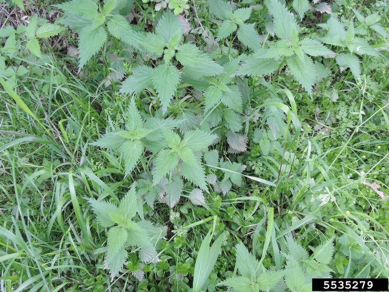 stinging nettle (Urtica dioica L.)
