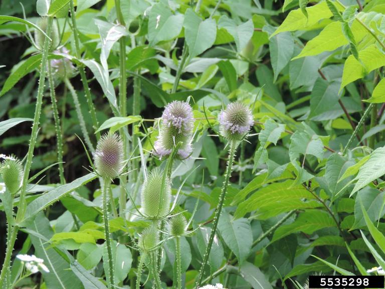 teasel (Genus Dipsacus L.)