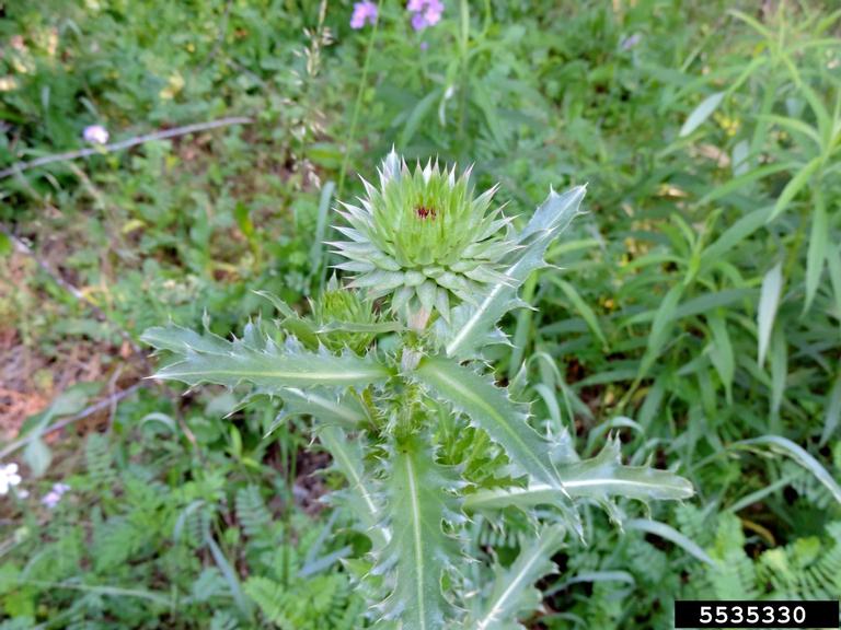 musk thistle, nodding thistle (Carduus nutans)