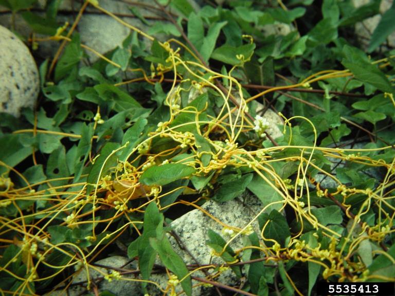 dodder (Genus Cuscuta)
