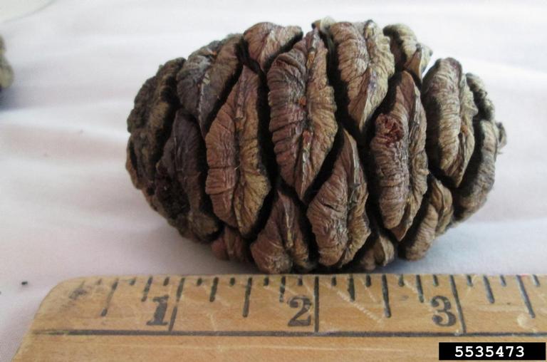 giant sequoia (Sequoiadendron giganteum (Lindl.) Buchh.)