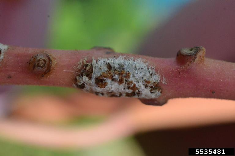 leafhopper (Membracis mexicana Guérin-Méneville)