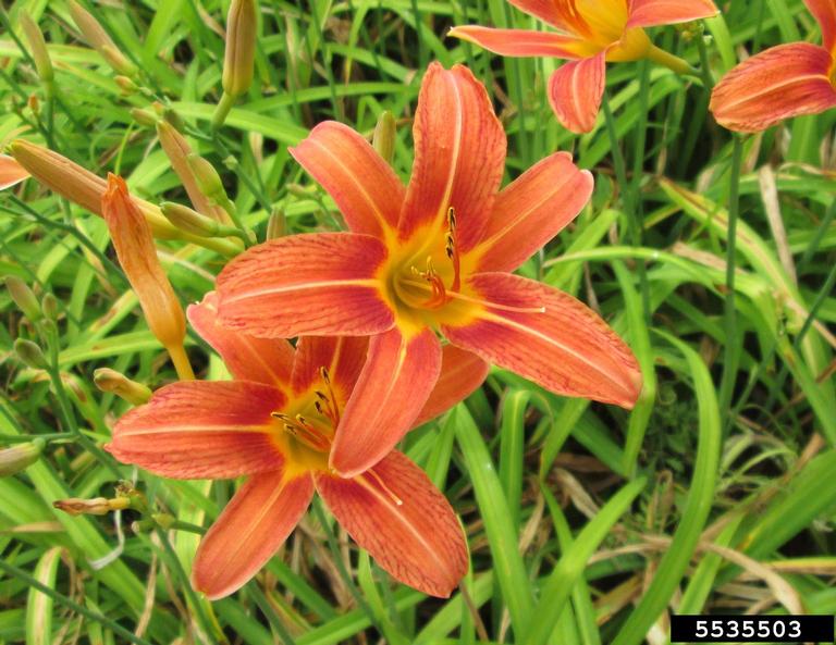 tawny daylily (Hemerocallis fulva (L.) L.)