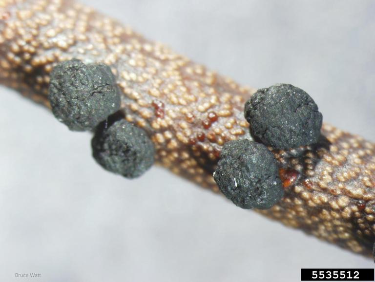 Twig canker (Gibbera vaccinicola M.E. Barr)