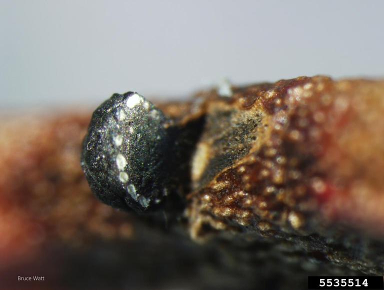 Twig canker (Gibbera vaccinicola)