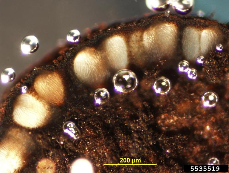 Twig canker (Gibbera vaccinicola M.E. Barr)