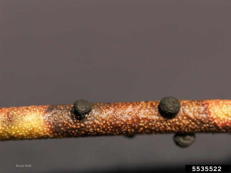 Twig canker (Gibbera vaccinicola)