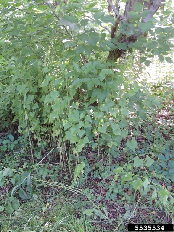 wine raspberry (Rubus phoenicolasius Maxim.)