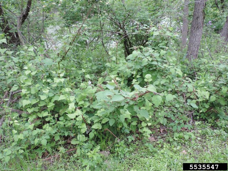 wine raspberry (Rubus phoenicolasius)