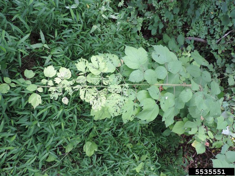 wine raspberry (Rubus phoenicolasius Maxim.)