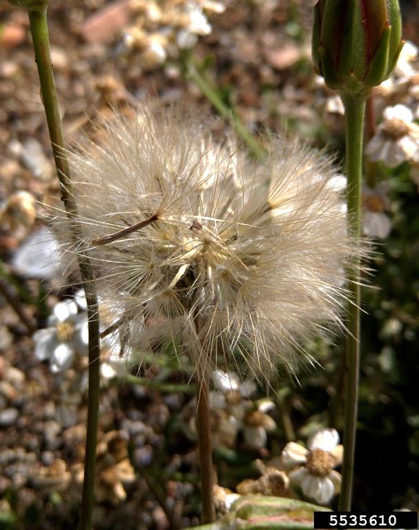 cutleaf vipergrass (Scorzonera laciniata L.)