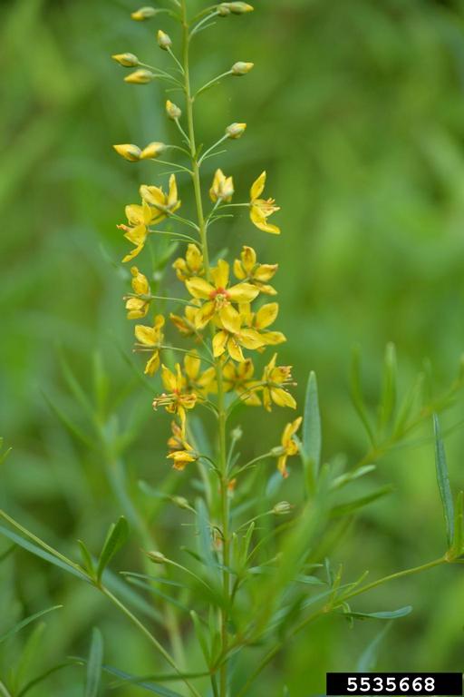 Loomis' yellow loosestrife (Lysimachia loomisii Torr.)