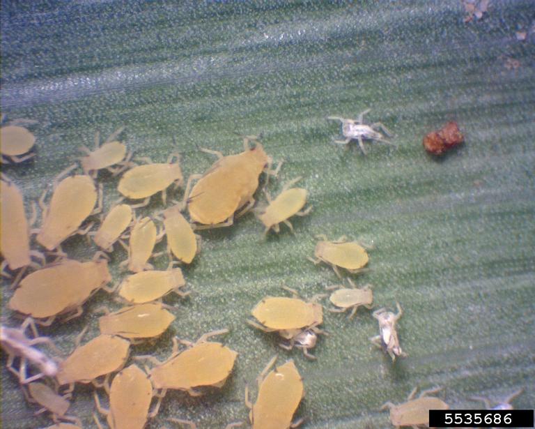 sugarcane aphid (Melanaphis sacchari)