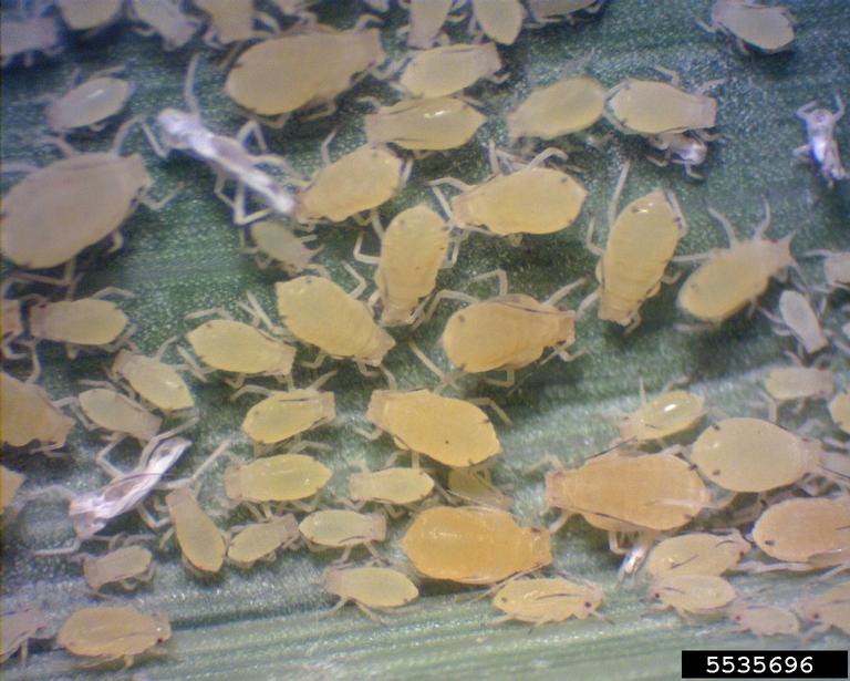 sugarcane aphid (Melanaphis sacchari (Zehntner, 1897))