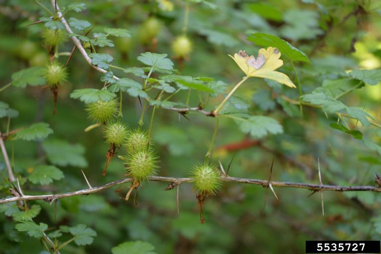 Miccosukee gooseberry (Ribes echinellum (Coville) Rehder)