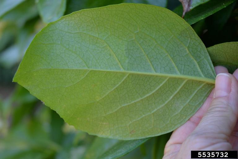 climbing hydrangea (Hydrangea anomala ssp. petiolaris)
