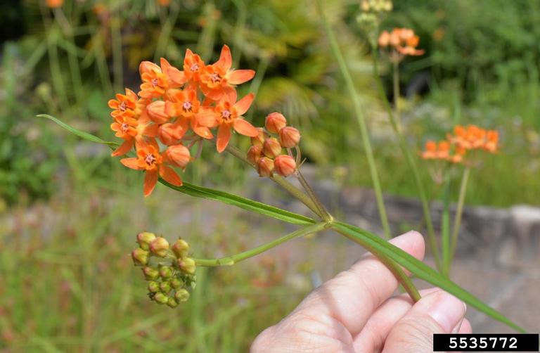 fewflower milkweed (Asclepias lanceolata)