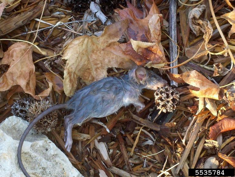 roof rat (Rattus rattus)