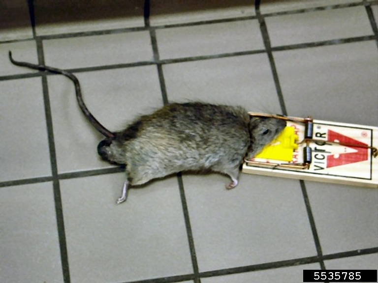 roof rat (Rattus rattus)
